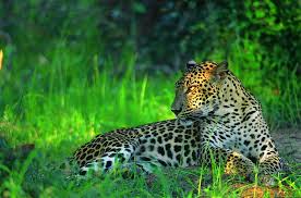 සිංහරාජ වනය